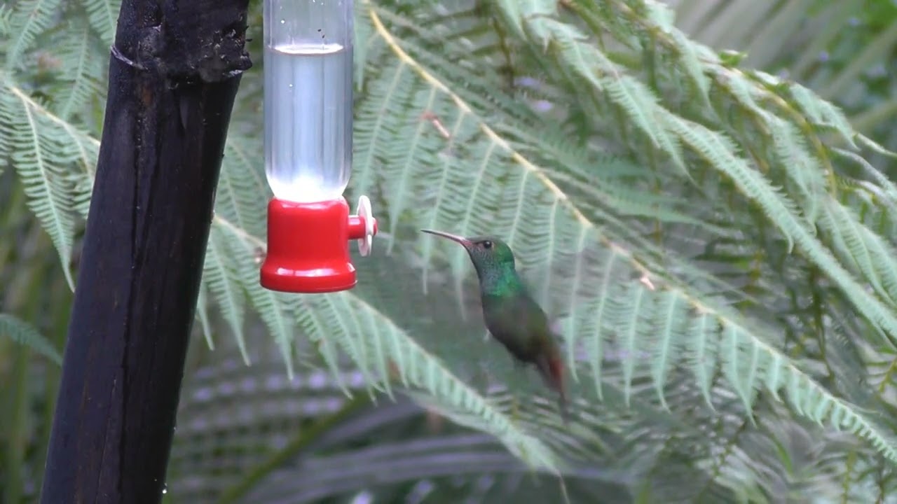 Rufous tailed Hummingbird.