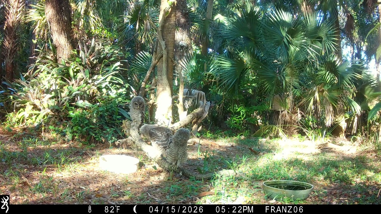 Three juvenile barred owls - April 2026