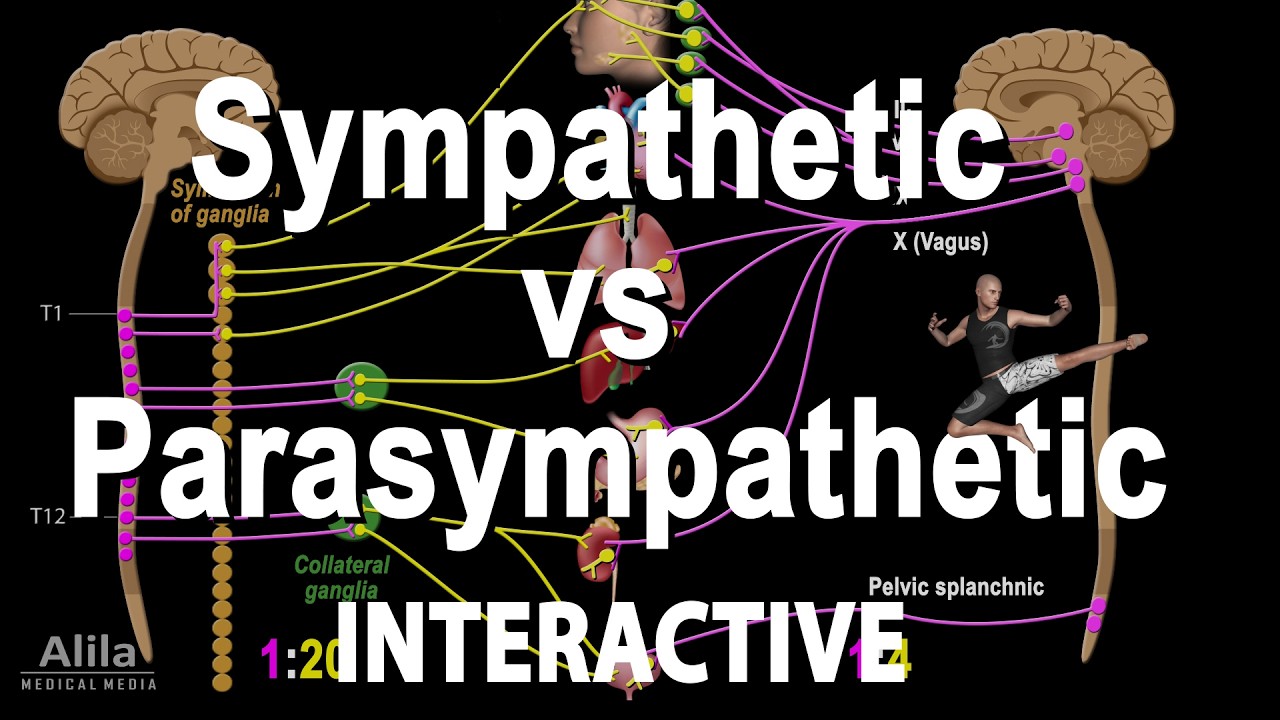 Understanding the Autonomic Nervous System: A Comprehensive Guide ...