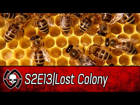 Everything You Wanted to Know About Colony Collapse Disorder. | Ask an ...