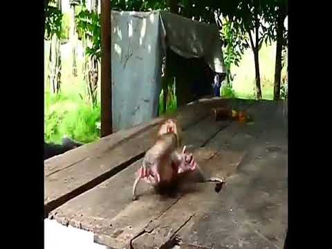 monkey vs cat fight | brave cat