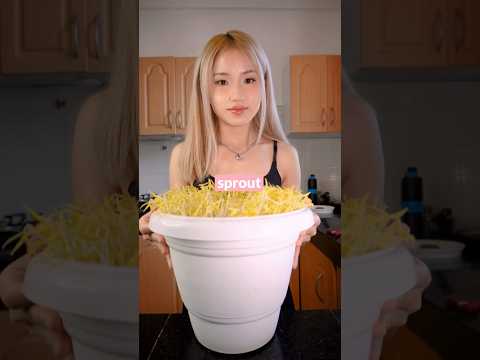 How to grow mung bean sprouts at home!🌱