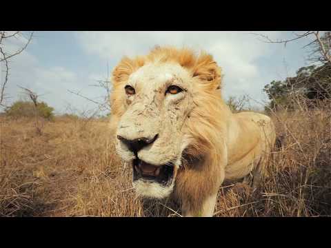 iMfolozi Outrun Race South Africa - Fake Lion Prank