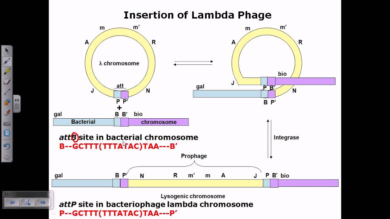 Lysogenic cycle of lambda phage