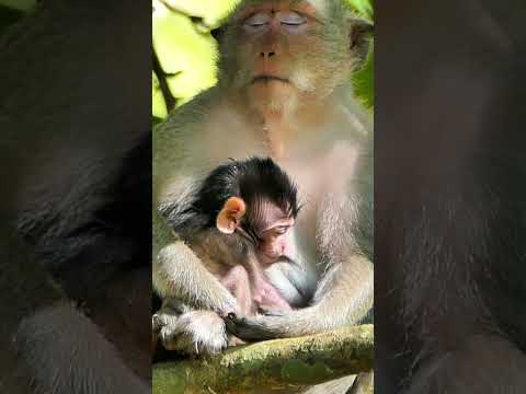 Oh Look! So Cute! #shortsclip #subscribe #monkeybaby #monkey #savetheprimates #primates #monkeys