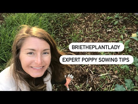 Expert tips on sowing Poppy seed