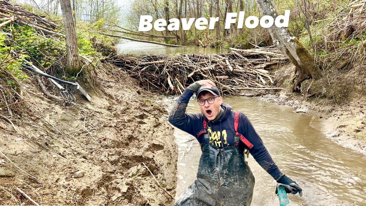 I Drained a Massive Beaver Dam
