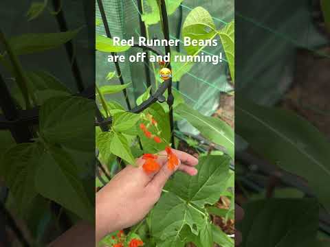 Red Runner Beans live up to their name!! 😍 #homesteading #ediblegarden