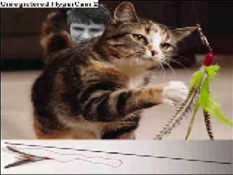 Steam Community :: Video :: Newton Cat