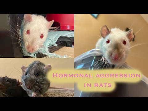 Hormonal Aggression in Rats