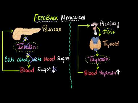 Hormone feedback mechanism | Control & Coordination | Biology | Khan Academy