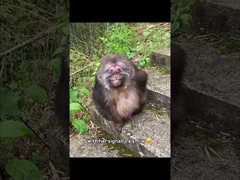 Monkey is smiling #memes #meme