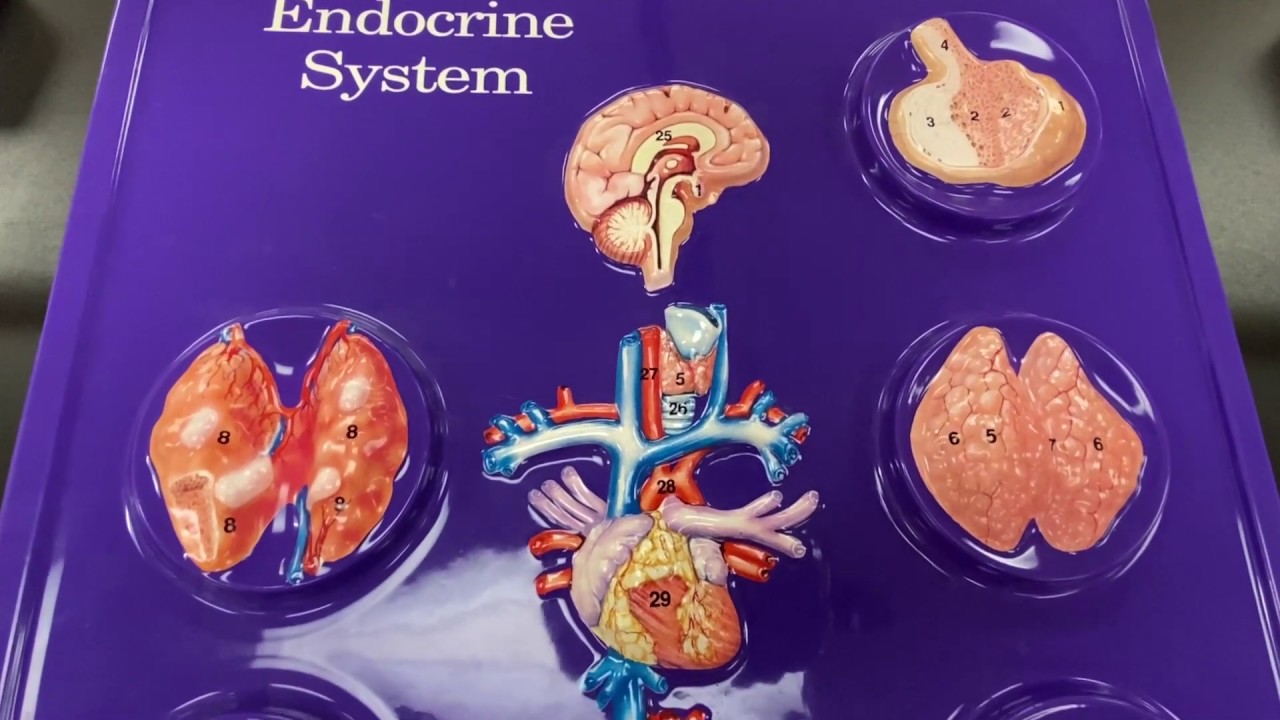 A&P II Lab 1 Video 5 - Endocrine