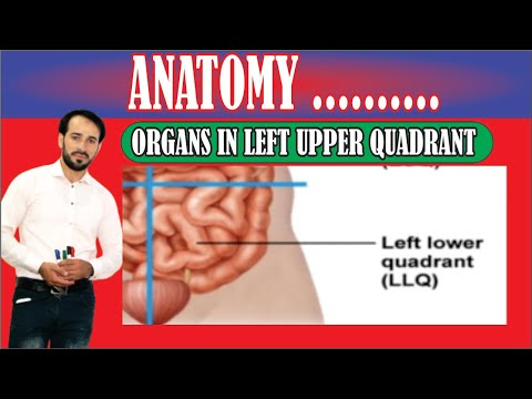 Four Abdominal Quadrants | Organs in Left Upper Quadrant | Made Easy