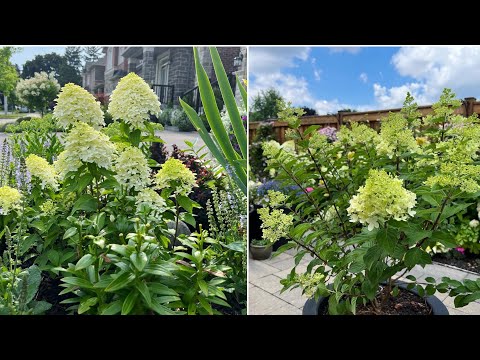 Panicle Hydrangeas: Quick Fire Fab vs. Limelight Prime on July 22, 2022