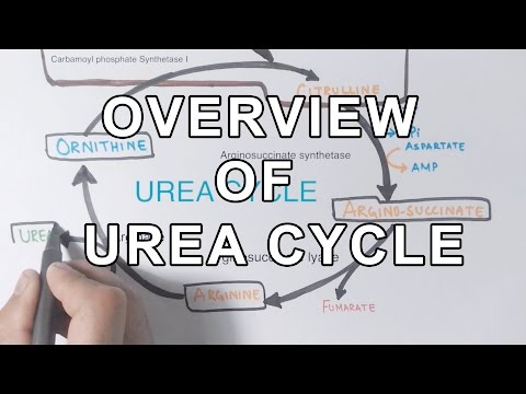 Overview of UREA CYCLE (Ornithine Cycle)= The urea cycle is a cycle of ...