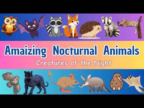 30 Nocturnal Animals for Kids | Fun Facts About Creatures of the Night | Tiny Tutors Learning