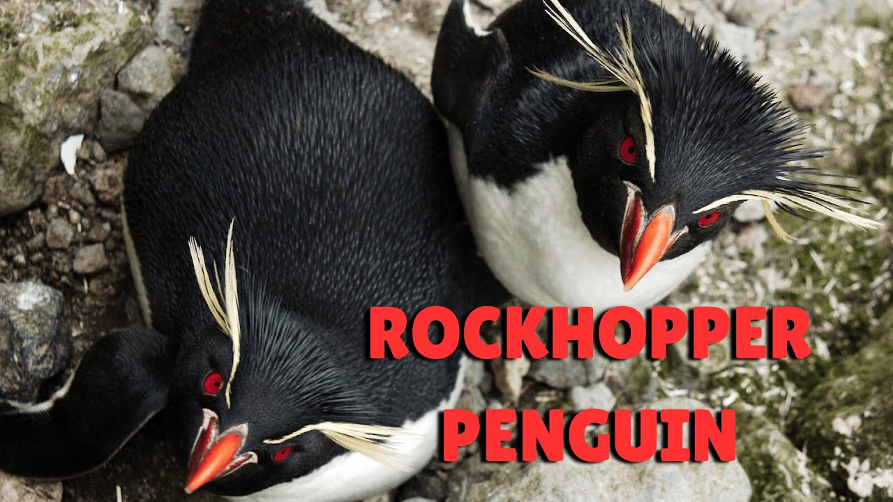 Rockhopper Penguin Climbing for Survival!!!