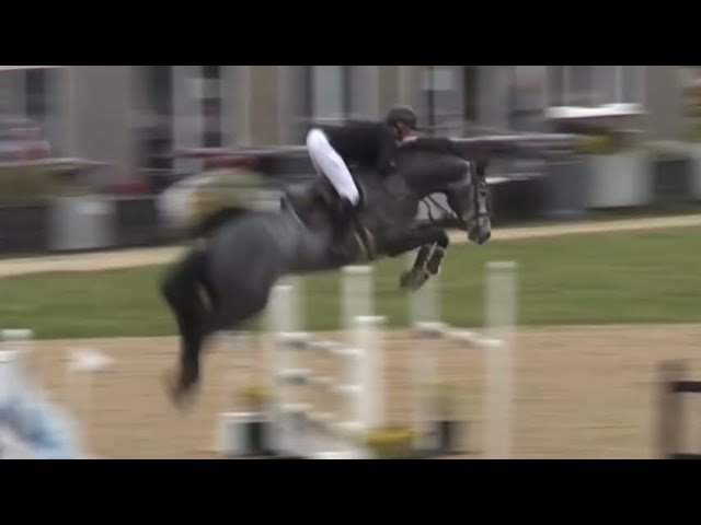 Horse Sales. Auction | Dialin Blue van't Asbroek Z