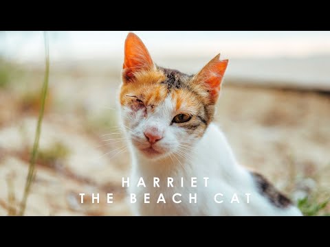 Harriet The Beach Cat