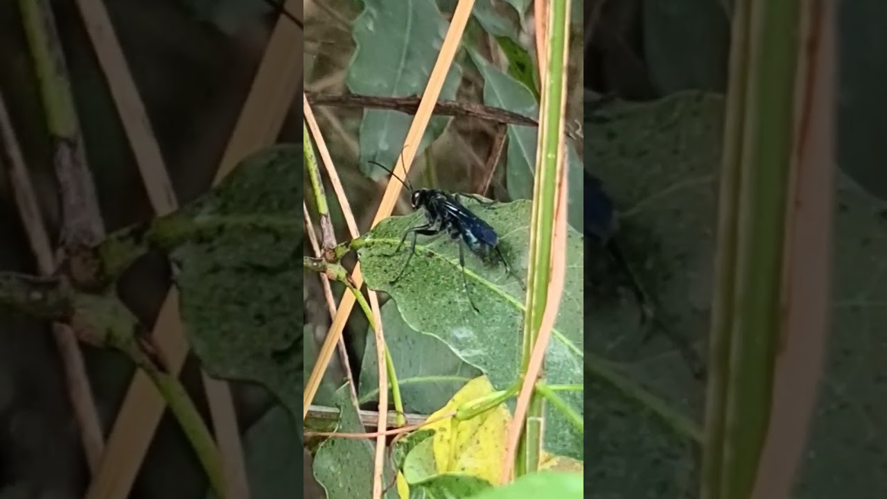Beautiful teal blue mud dauber wasp Playa del Carmen Mexico Tropical Insect Life #caribbean #nature