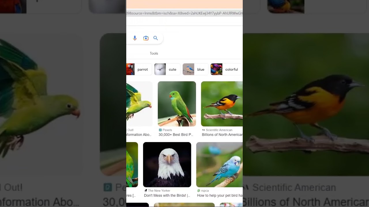 Secret trick for downloading high-quality PNG images from Google! #shortvideos #shorts