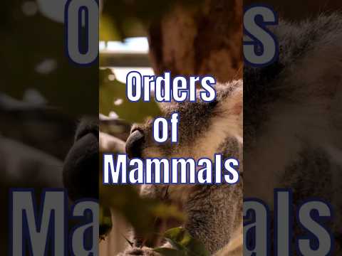 Orders of Mammals #shorts