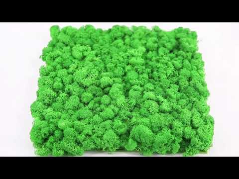 Moss Grass - Wholesale Price & Mandi Rate for Peat moss in India