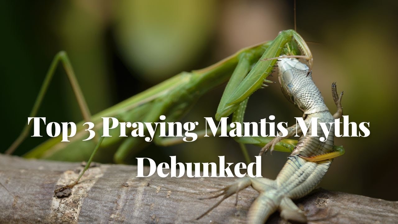 Top 3 Praying Mantis Myths Debunked