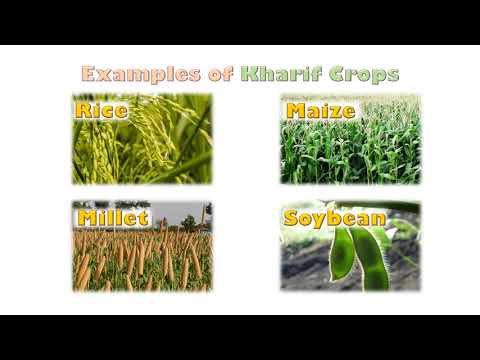 Types of Crops | Rabi and Kharif Crops