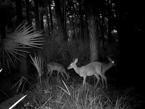 Tosohatchee WMA