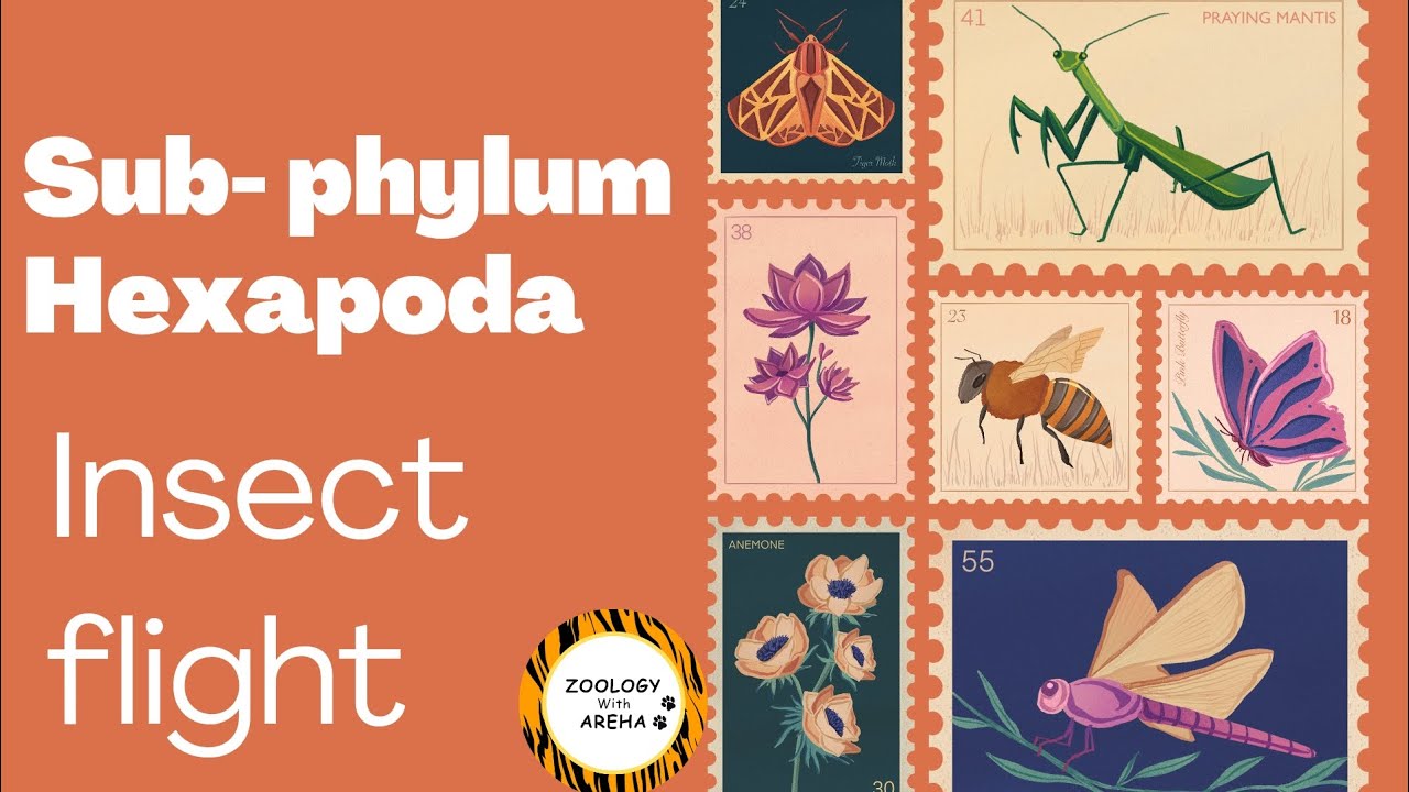 Sub-phylum Hexapoda |Insect flight|