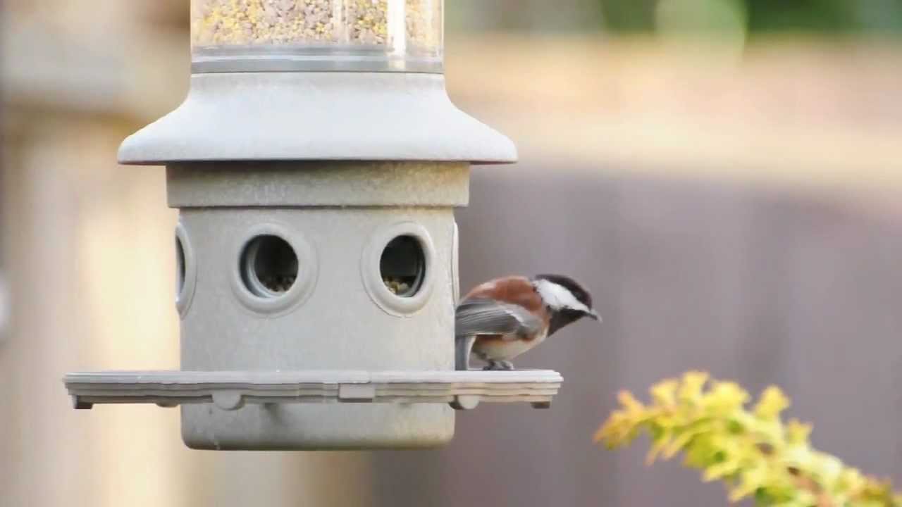 Backyard Bird Watching: Chestnut-Backed Chickadee
