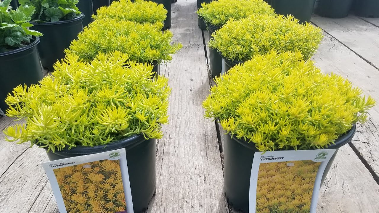 Sedum 'Angelina' versus Sunsparkler® 'Angelina's Teacup' (Stonecrop)