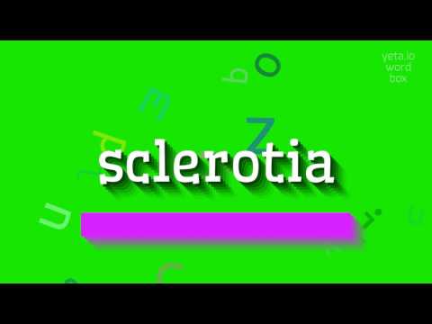 How to say "sclerotia"! (High Quality Voices)