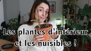 L’astuce imparable pour éliminer les acariens de vos plantes