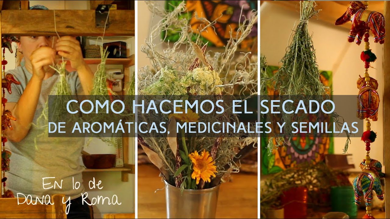 🌾Como hacemos el SECADO de AROMÁTICAS, MEDICINALES y SEMILLAS!