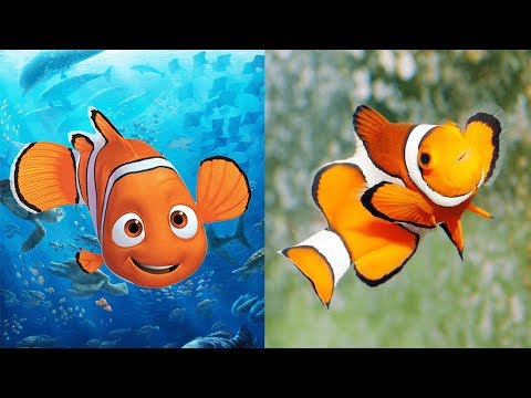 Finding Dory Characters In Real Life | All Characters 2017