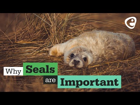 Why are seals important?