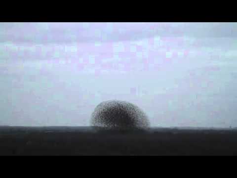 Don’t be too impressed – Tinef