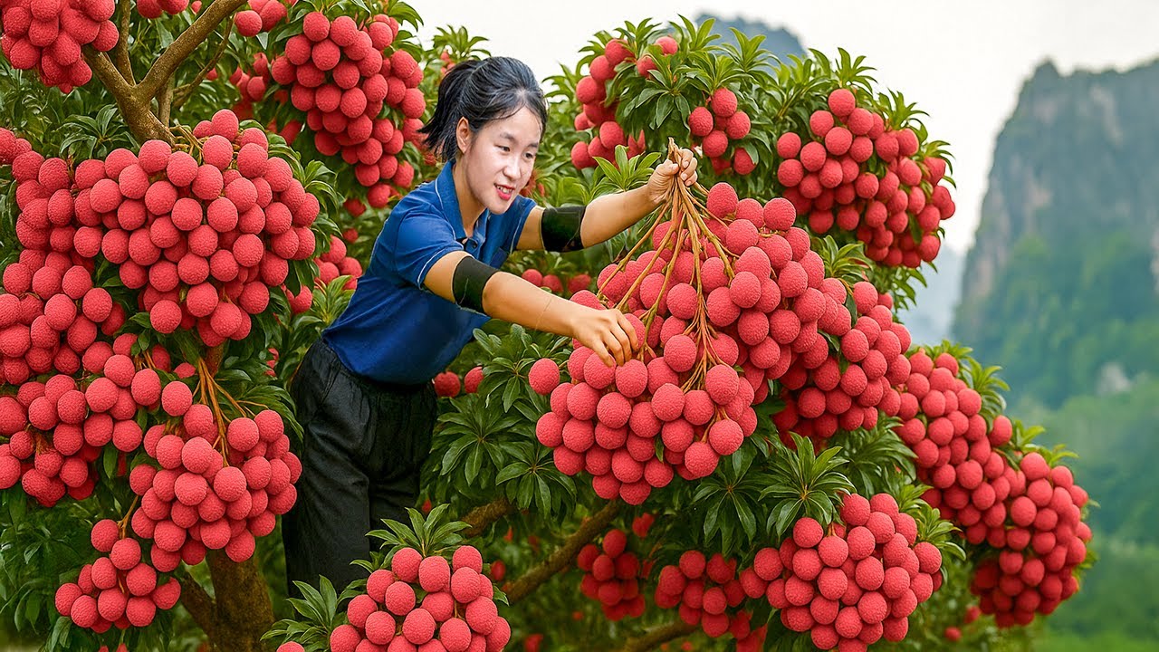 Harvesting Juicy Red Lychees - Goes Market to Sell | Fresh Fruits and Vegetables | Jolie Daily Life