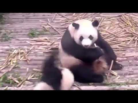 Baby panda upset with mom – D.I.Y-ing Machine