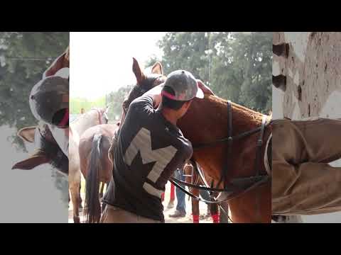 Polo in Argentina | Argentina Polo Day