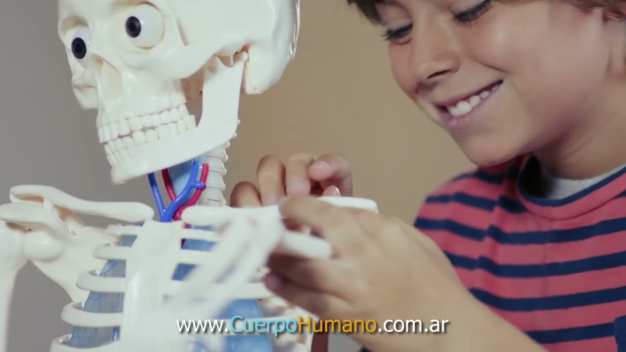 Cuerpo Humano RBA ARG