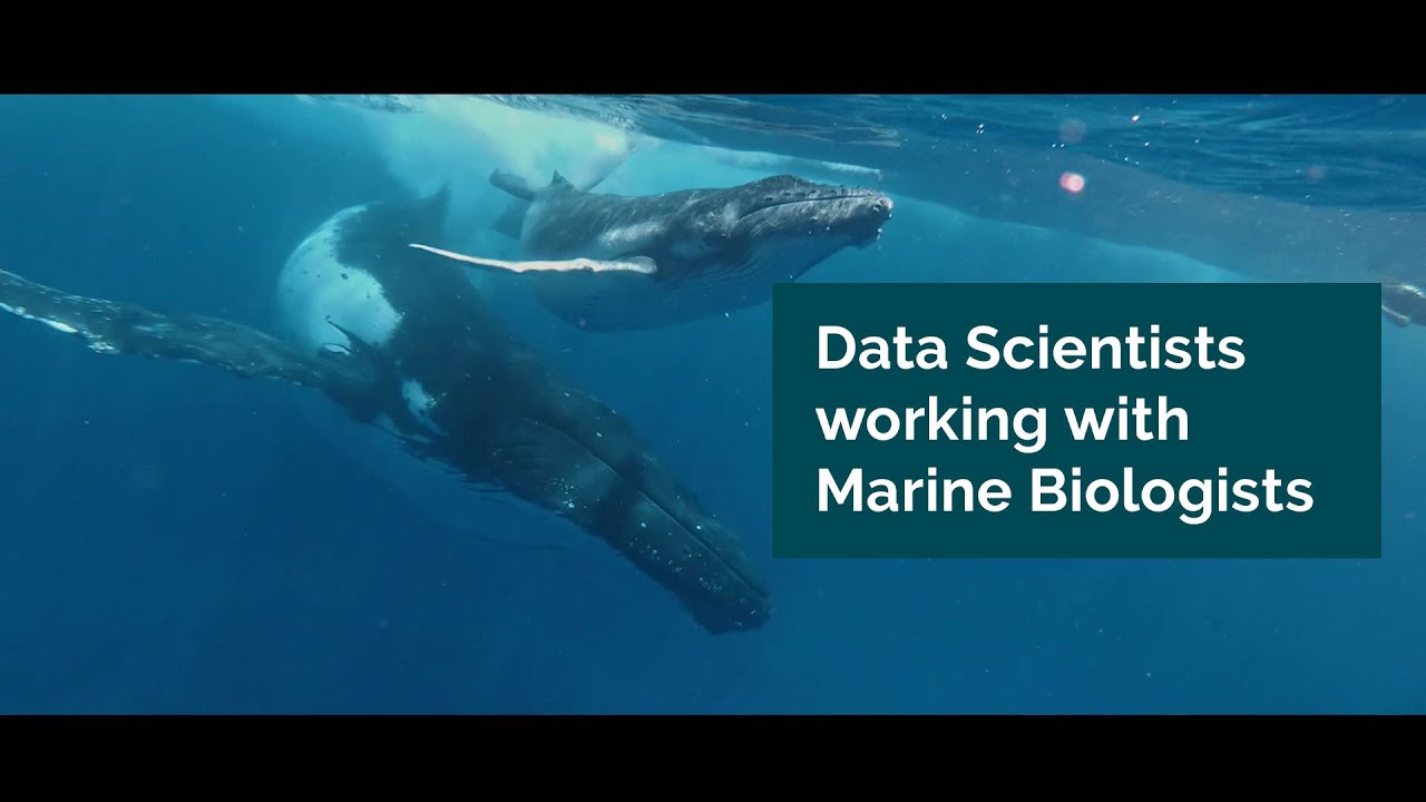How Data Scientists and Marine Biologists work together at Newcastle Data