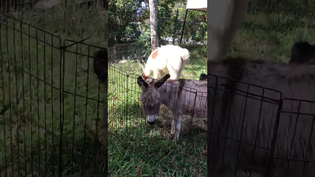 Hire Petting Zoo & Pony Rides of Miami - Petting Zoo in Miami, FL ...