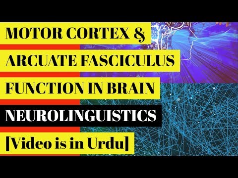 Role of Motor Cortex and Arcuate Fasciculus In Brain | Neurolinguistics