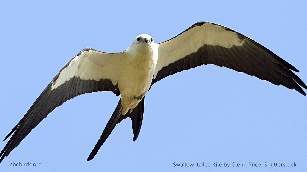 Swallow-tailed Kite