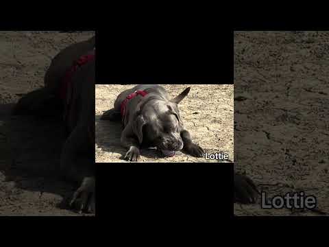 Rescue Remedies Dog Rescue June 2025