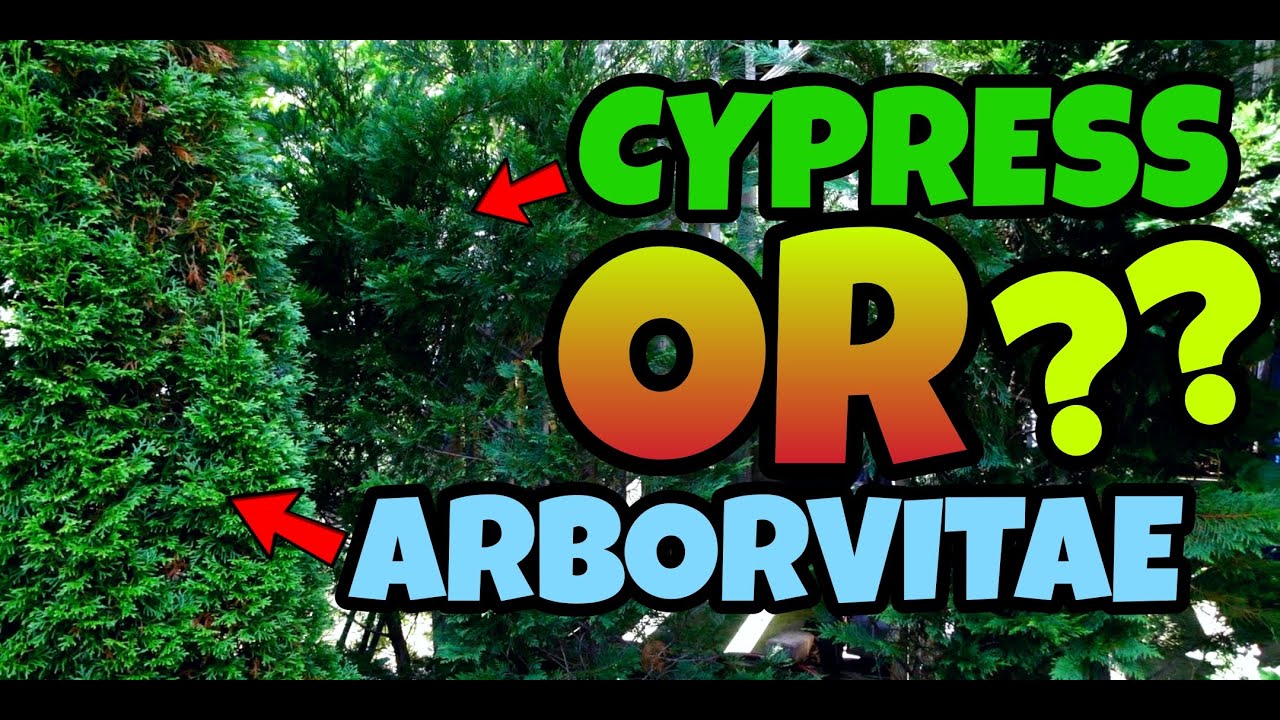 LEYLAND CYPRESS or ARBORVITAE?? Which is BETTER? HOW To GROW PRIVACY